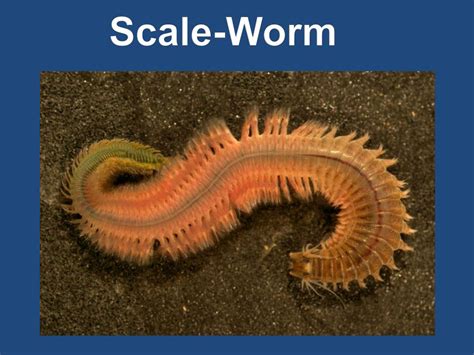 Ppt Phylum Annelida Powerpoint Presentation Free Download Id 2360105