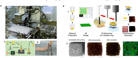 Figure 3 From Cell Aggregate Assembly Through Microengineering For