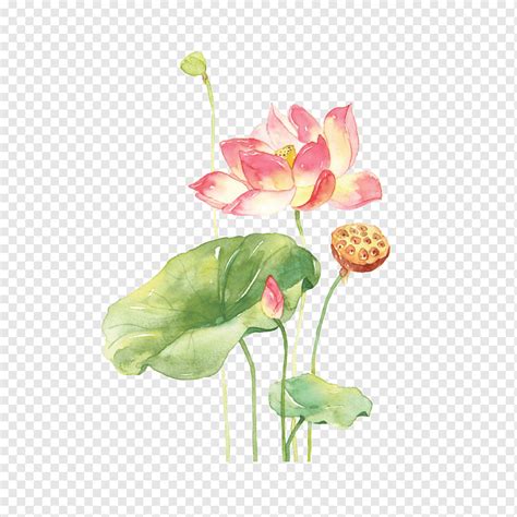 Watercolor Lotus Flower Drawing Best Flower Site