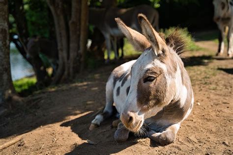 100 Free Donkey Ass And Donkey Images Pixabay