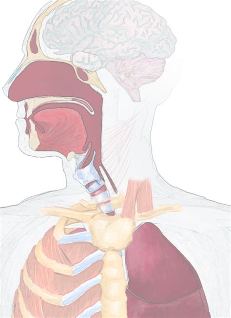 Schematic Representation Of The Subsystems That Constitute The Vocal