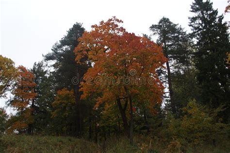 The Leaves Of The Tree In The Autumn Became Multi Colored Stock Photo Image Of Leaves Grass