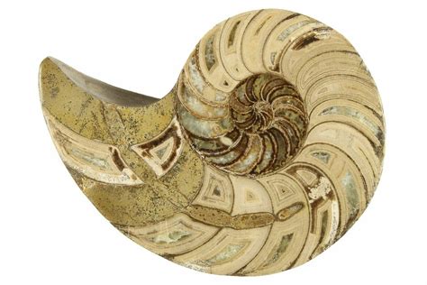 5 Cut And Polished Jurassic Nautilus Fossil Half Madagascar 288009