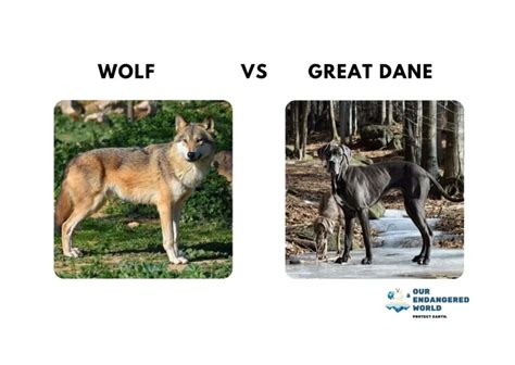Wolves Size Comparison How Big Are Wolves Compared To Dogs Humans