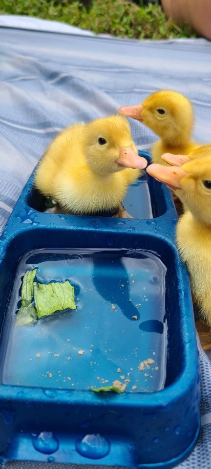 Post [657196087502929920] Wildlife Tumbex