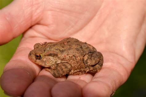 Common Uk Garden Toad Bufo Bufo In Hand Stock Image Image Of Bufo