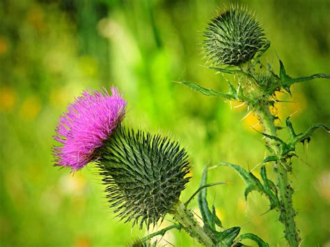 19 Captivating Facts About Thistle