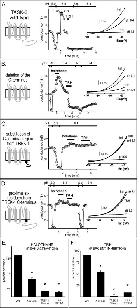 C Terminal Mutations Also Attenuate Halothane Activation And Trh