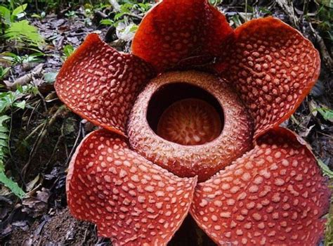 Catat Ini 5 Lokasi Untuk Melihat Bunga Rafflesia Arnoldi Di Bengkulu