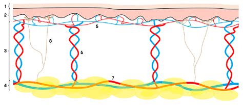 schematic illustration of human skin 1 epidermis 2 papillary dermis