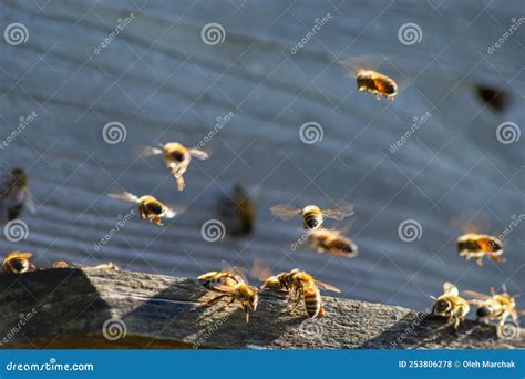 Swarm Of Honey Bees Flying Around Beehive Bees Returning From