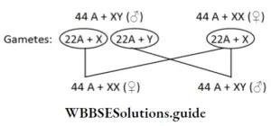 NEET Biology Class Principles Of Inheritance And Variation Notes WBBSE Solutions