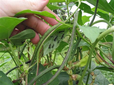 Fact Sheet Bean Pod Sucking Bug