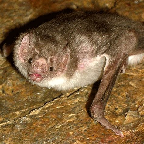 Vampire Bat Face