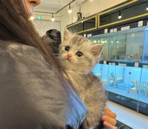 천안고양이분양 실버바이 브리티쉬숏헤어분양 후기 🖤 분양후기