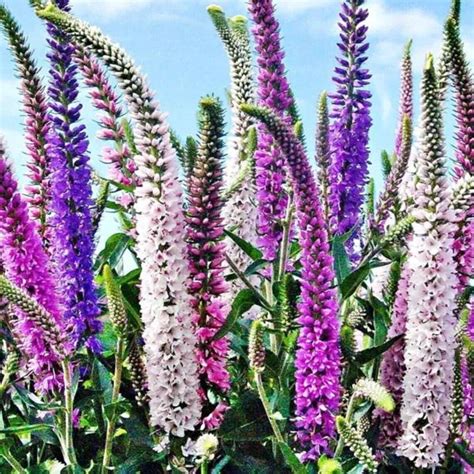 Veronica Spicata Sightseeing Mix Flower Seeds Etsy