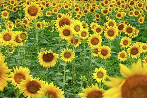 Field Of Bright Yellow Sunflowers Photograph By Paul Hamilton Fine Art America