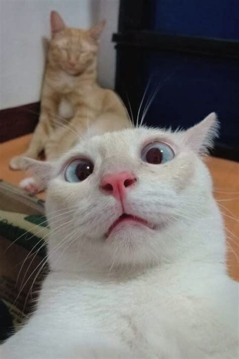 Funny Cat Faces Hilarious