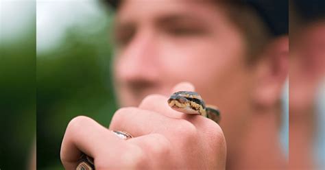 Man Hides 14 Inch Python In His Pants Detained