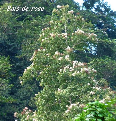 Bois de rose