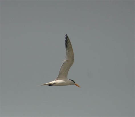 West African Crested Tern Birdforum Opus Birdforum