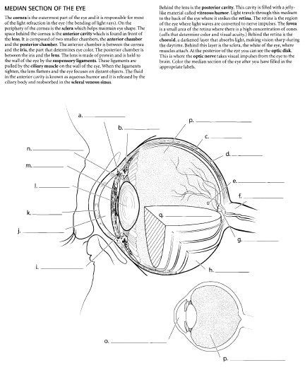 Scleral Venous Sinus Labeled