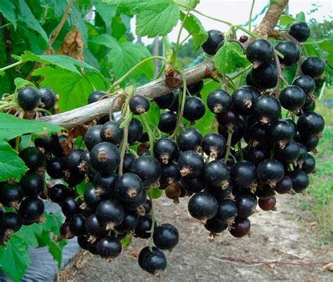 Смородина черная, лучшие сорта, крупная и сладкая.