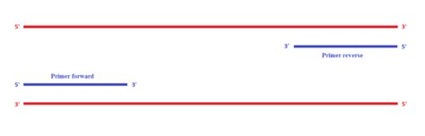 Primer Definition Primer Design Types Online Tools Uses Biology Notes Online