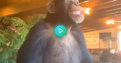 Funky Monkey Album On Imgur