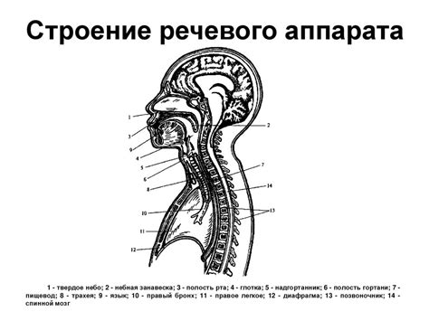 Физиологические основы формирования речевой функции - online presentation