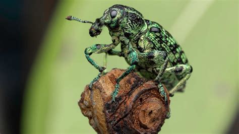 The Natgeo Insect Series Enters An Unseen Micro Universe Where