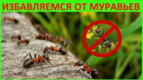 КАК ИЗБАВИТЬСЯ ОТ МУРАВЬЕВ НА САДОВОМ УЧАСТКЕ #как_избавиться_от ...