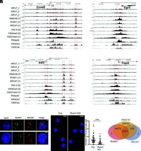 runx1 regulates a transcription program that affects the dynamics of