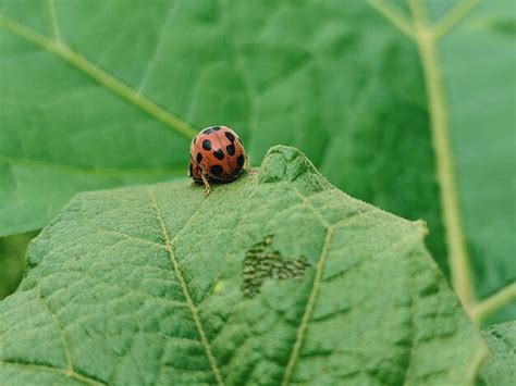 Premium Photo Close Up Of Ladybug On Leaf