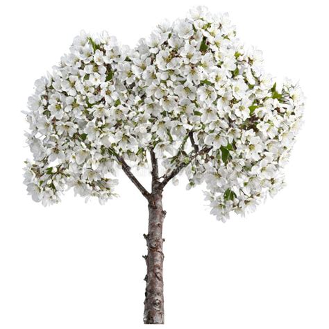 Wild Cherry Tree Medium Sized Tree With Smooth Reddish Brown Bark And Clusters Of White Stock