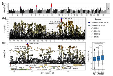 a regional association plot for qtl for protein content on chromosome