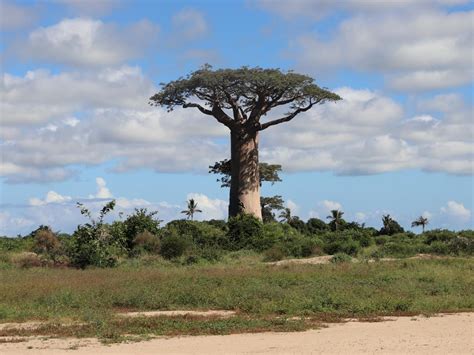 Madagascar Baobab Tree