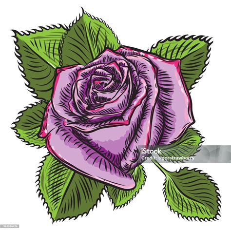 장미 꽃 머리 새싹 및 녹색 잎을 엽니다 흰색 배경에 고립 벡터입니다 개화기에 대한 스톡 벡터 아트 및 기타 이미지 개화기 고풍스런 그림 그리기 Istock