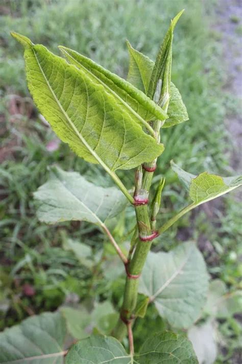 Using Japanese Knotweed For Food And Medicine Edible Wild Plants