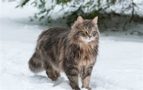 Feline 411 All About The Siberian Cat Breed