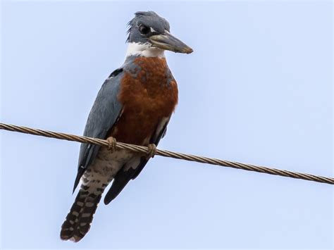 Martín Pescador Grande Ebird