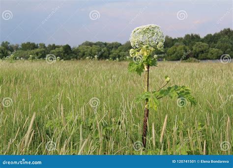 Weed A Toxic Plant Cow Parsnip Blossoms In The Summer Stock Image Image Of Nature Species