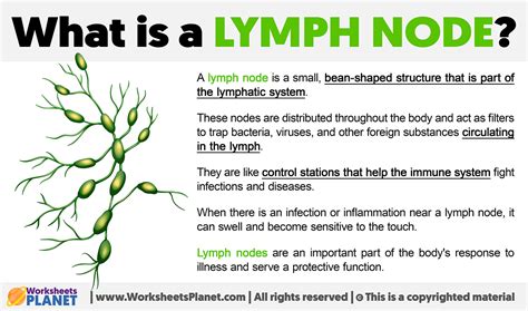 What Is A Lymph Node