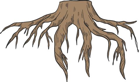 Cartoon Tree With Roots Transparent Background Tree Root Tree My XXX Hot Girl