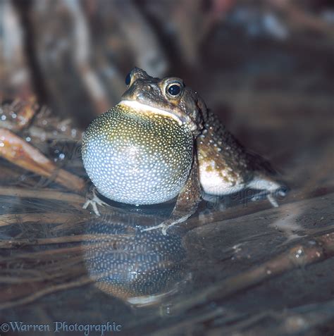 African Toad Calling Photo Wp06092