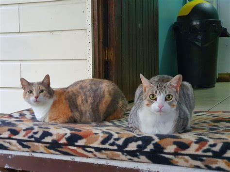 Voy Con Mis Michis Entonces Rticos