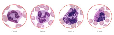 Normal White Blood Cells Flashcards Quizlet