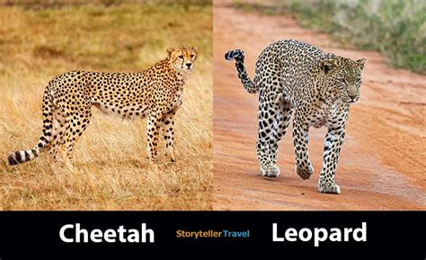 Cheetah Vs Leopard Cheetah Or Leopard Jump Inc