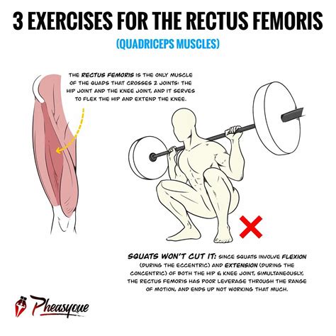 ⭕️3 Exercises For The Rectus Femoris⭕️⁣