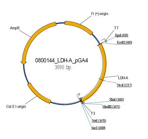 Geneart Ldh A In Pga4 Dna Construct This Is The Vector Map Supplied By